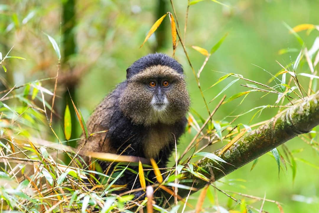 Meet Kigali’s Finest Luxury Hotel | The Pinnacle Kigali